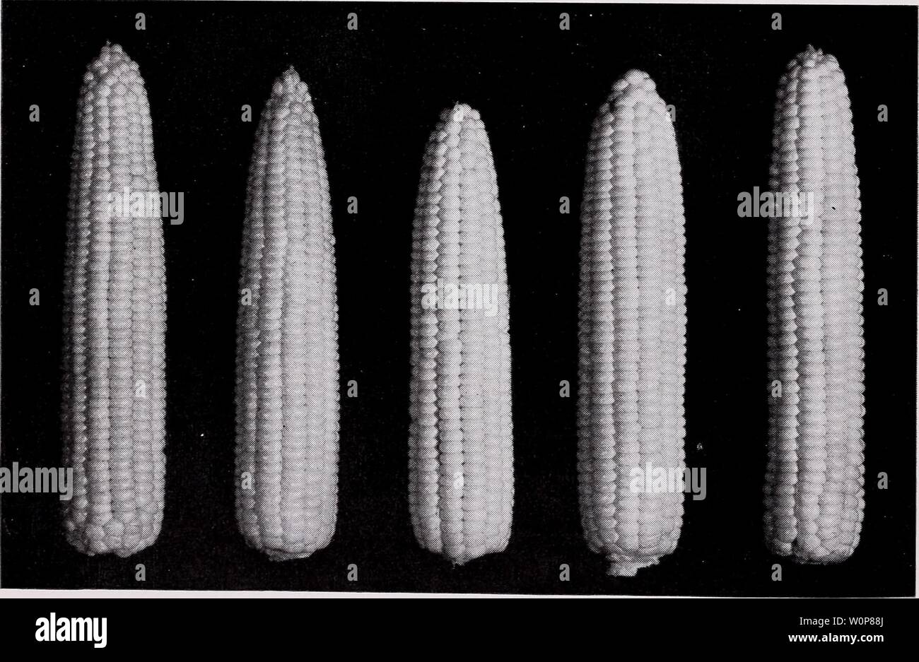 Corn stalk height hi-res stock photography and images - Alamy
