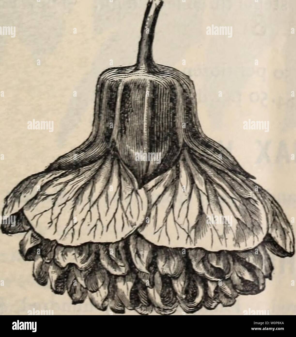 Archive image from page 24 of Descriptive catalogue for garden and ...