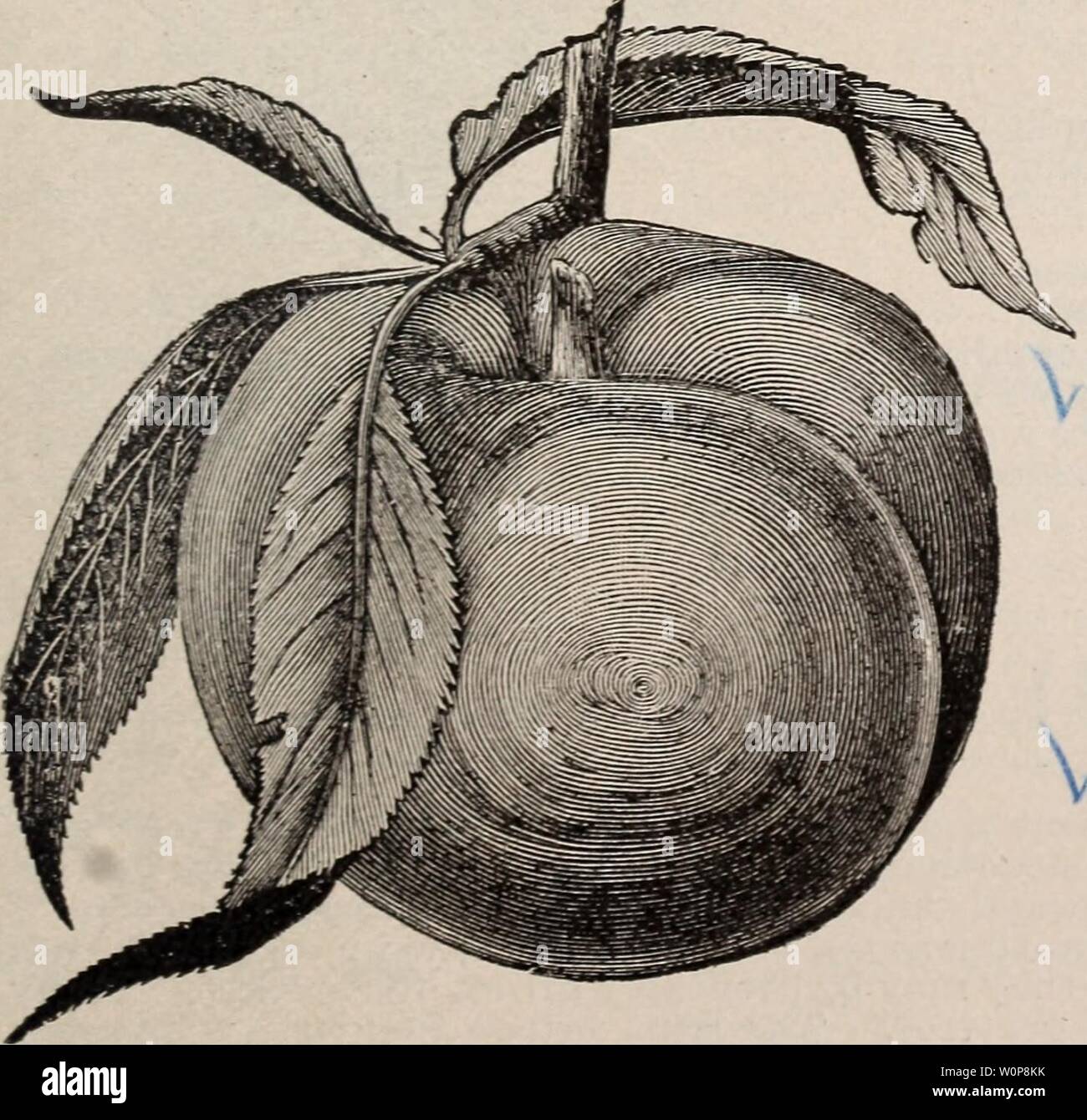 Archive image from page 24 of Descriptive catalogue of fruit and Stock ...