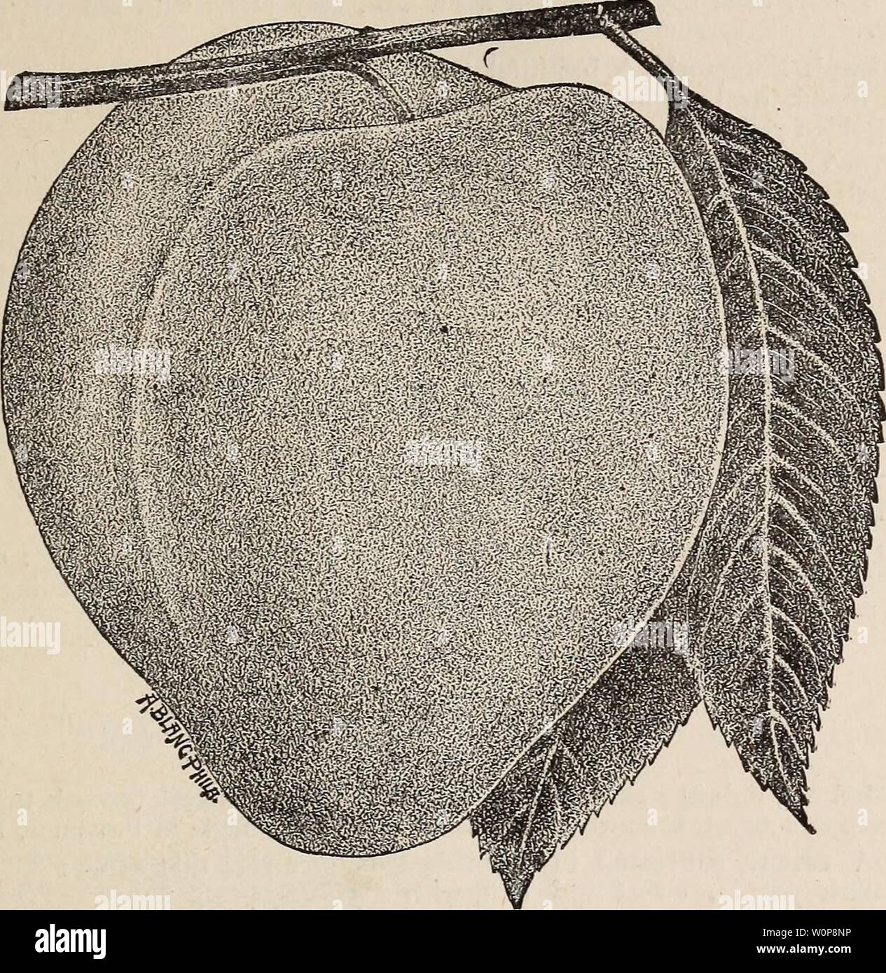 Archive image from page 24 of Descriptive catalogue of fruit trees ...