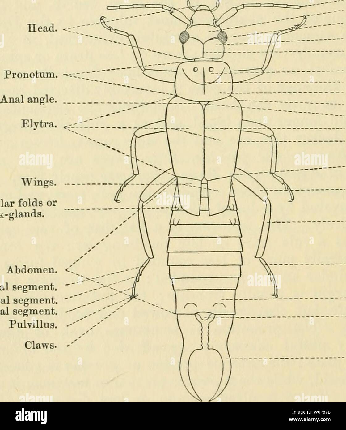 Archive image from page 25 of Dermaptera (Earwigs) (1910). Dermaptera ...