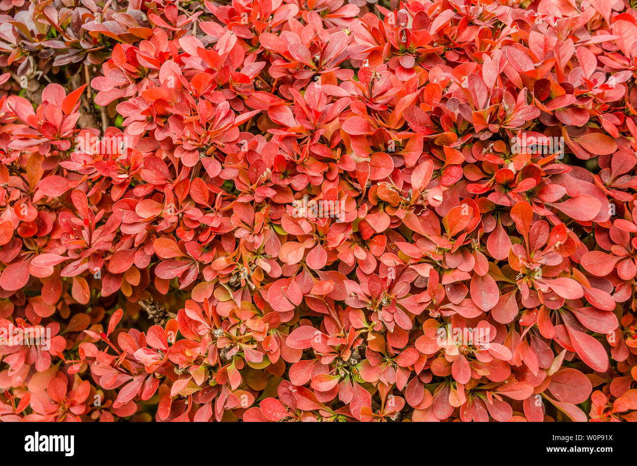 Leaves on a red hedge make a bright, colorful background Stock Photo ...