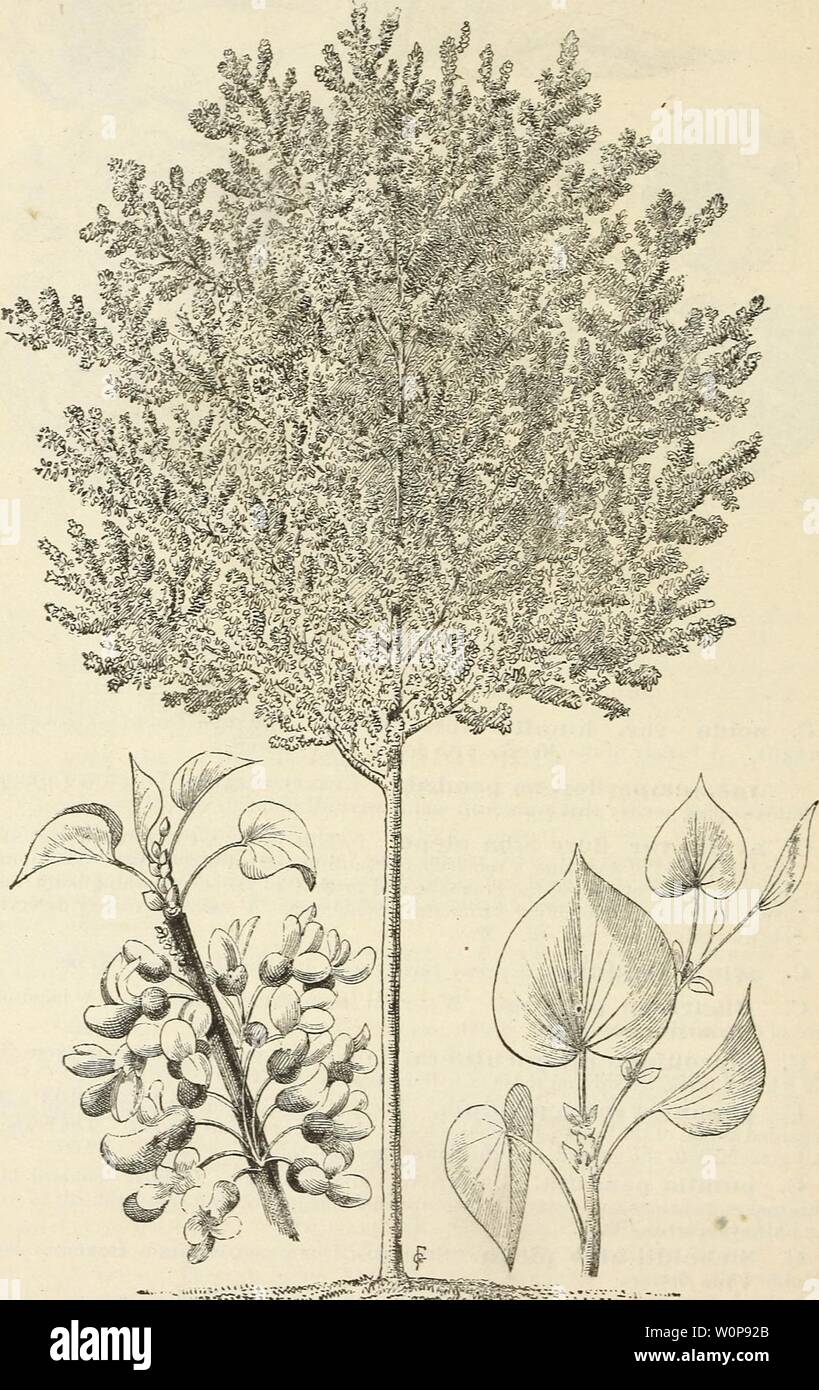 American judas tree hi-res stock photography and images - Alamy