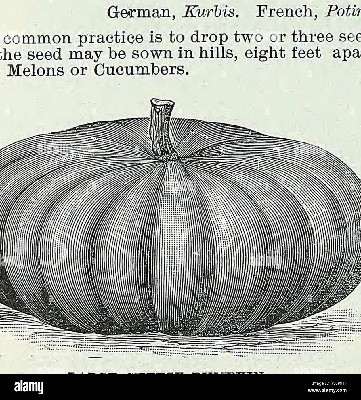 Archive image from page 27 of Descriptive catalogue of vegetable ...