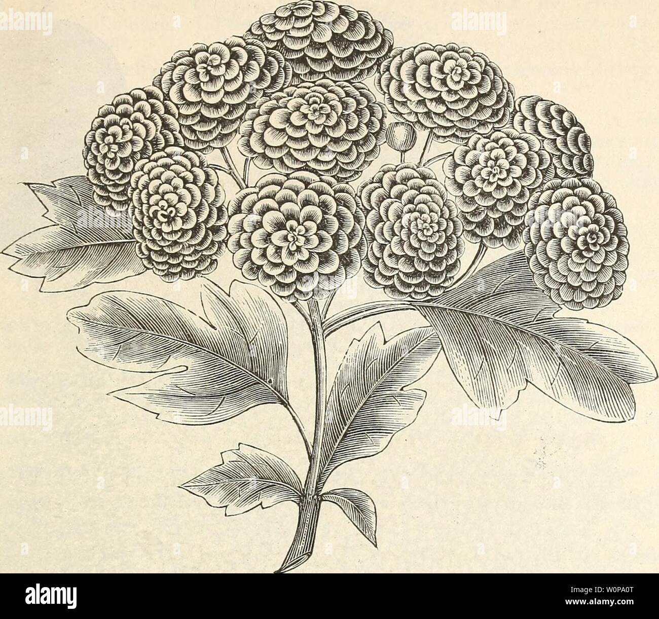 Archive image from page 28 of Descriptive catalogue of hardy ornamental ...