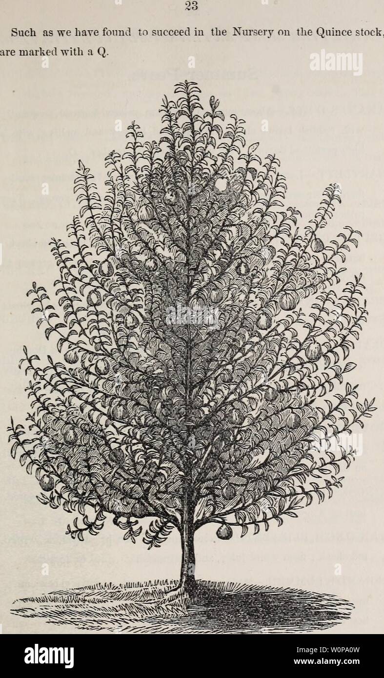 Archive image from page 28 of Descriptive catalogue of fruit trees ...