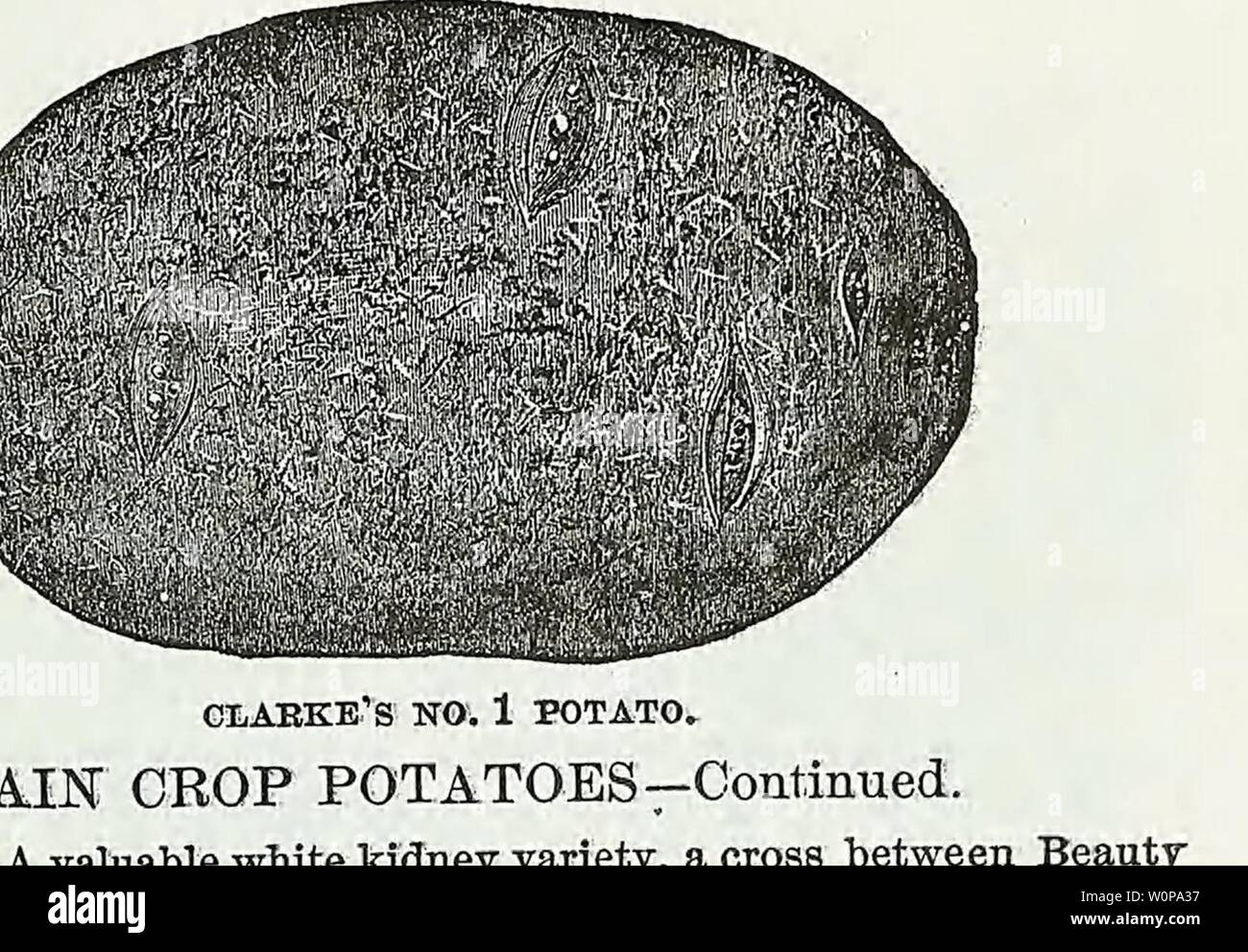 Archive image from page 28 of Descriptive catalogue of vegetable ...