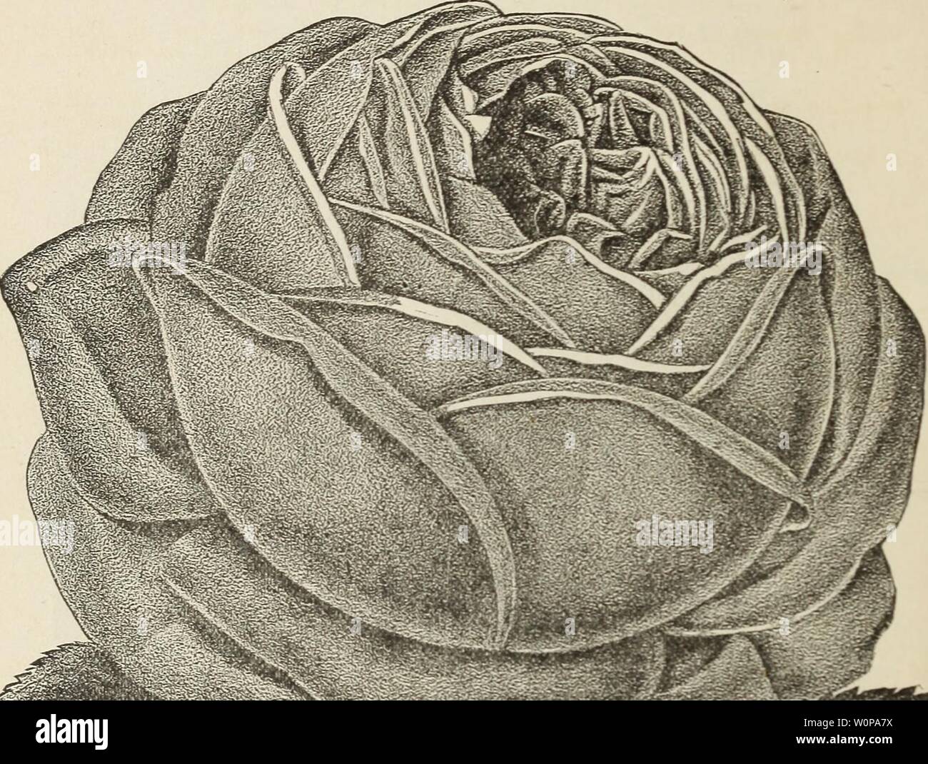 Reflexed red petals hi-res stock photography and images - Alamy