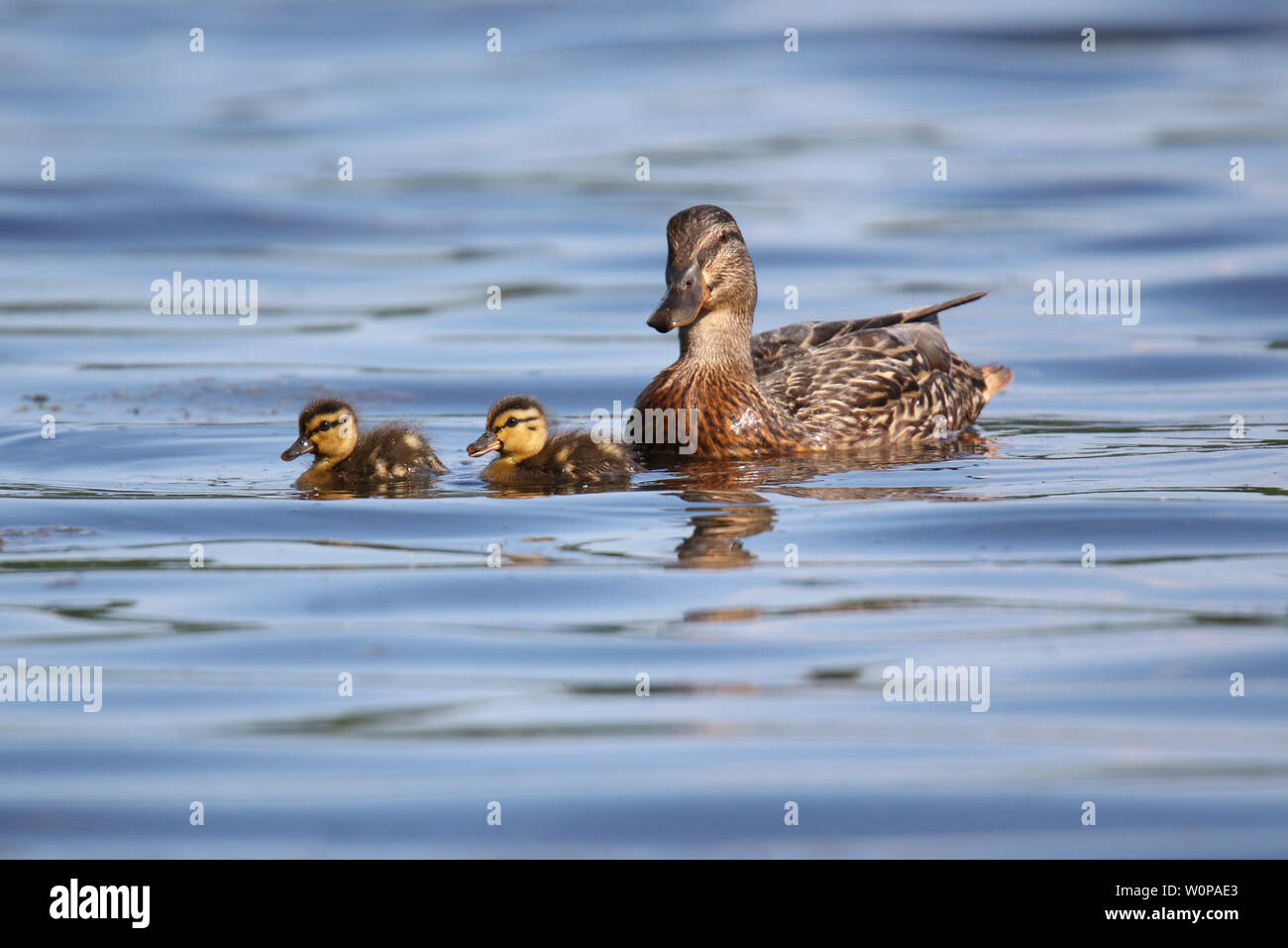 Hen with ducklings hi-res stock photography and images - Alamy