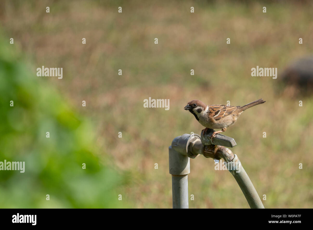 Composed Unruffled an Indonesian Tree Sparrow (Passer montanus ...