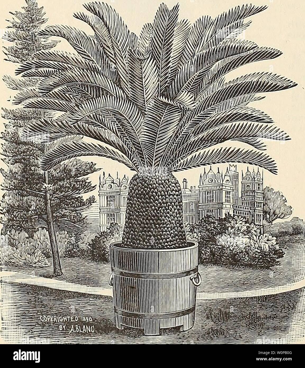 Wallichia disticha hi-res stock photography and images - Alamy