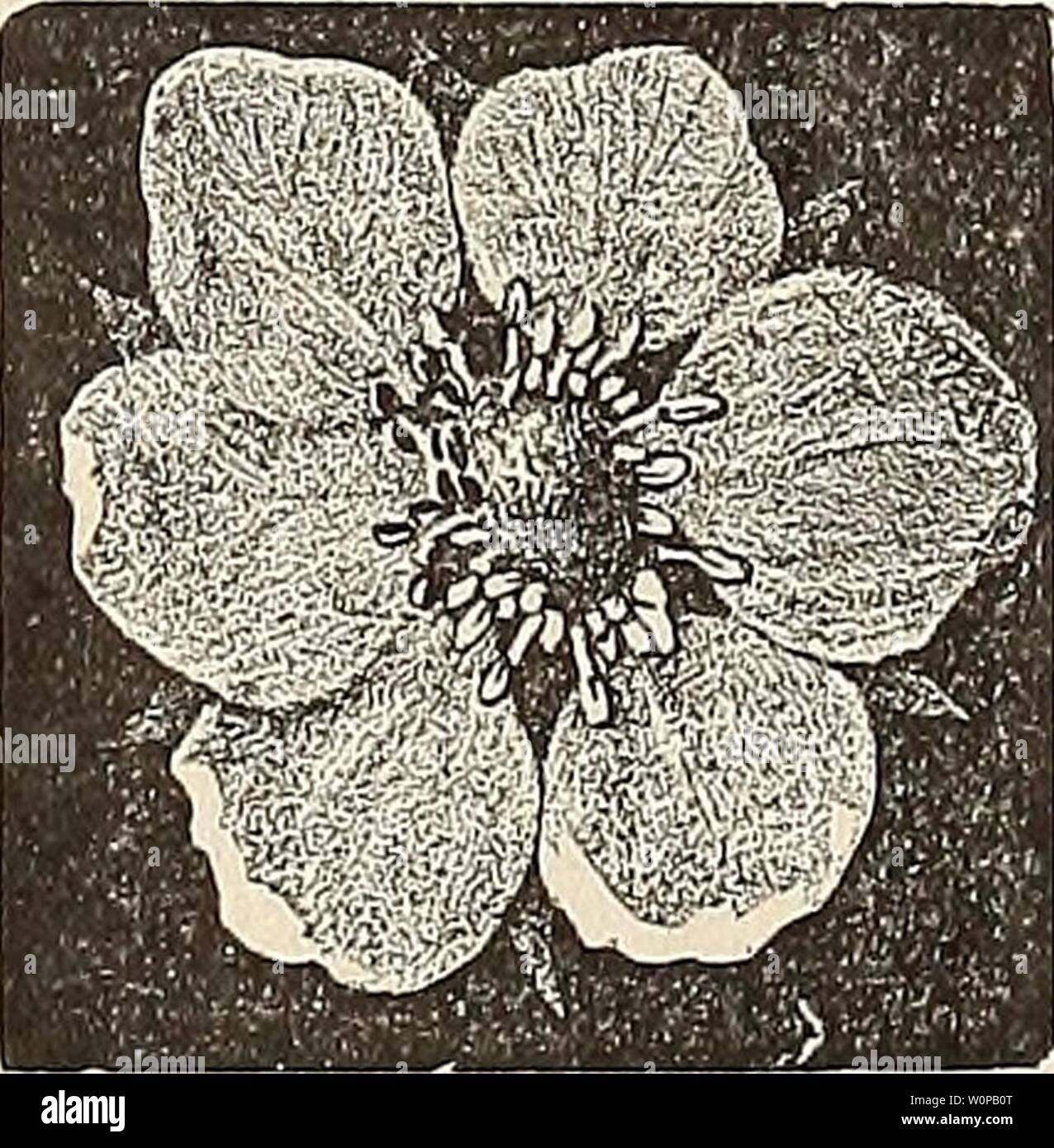 Matted roots hi-res stock photography and images - Alamy