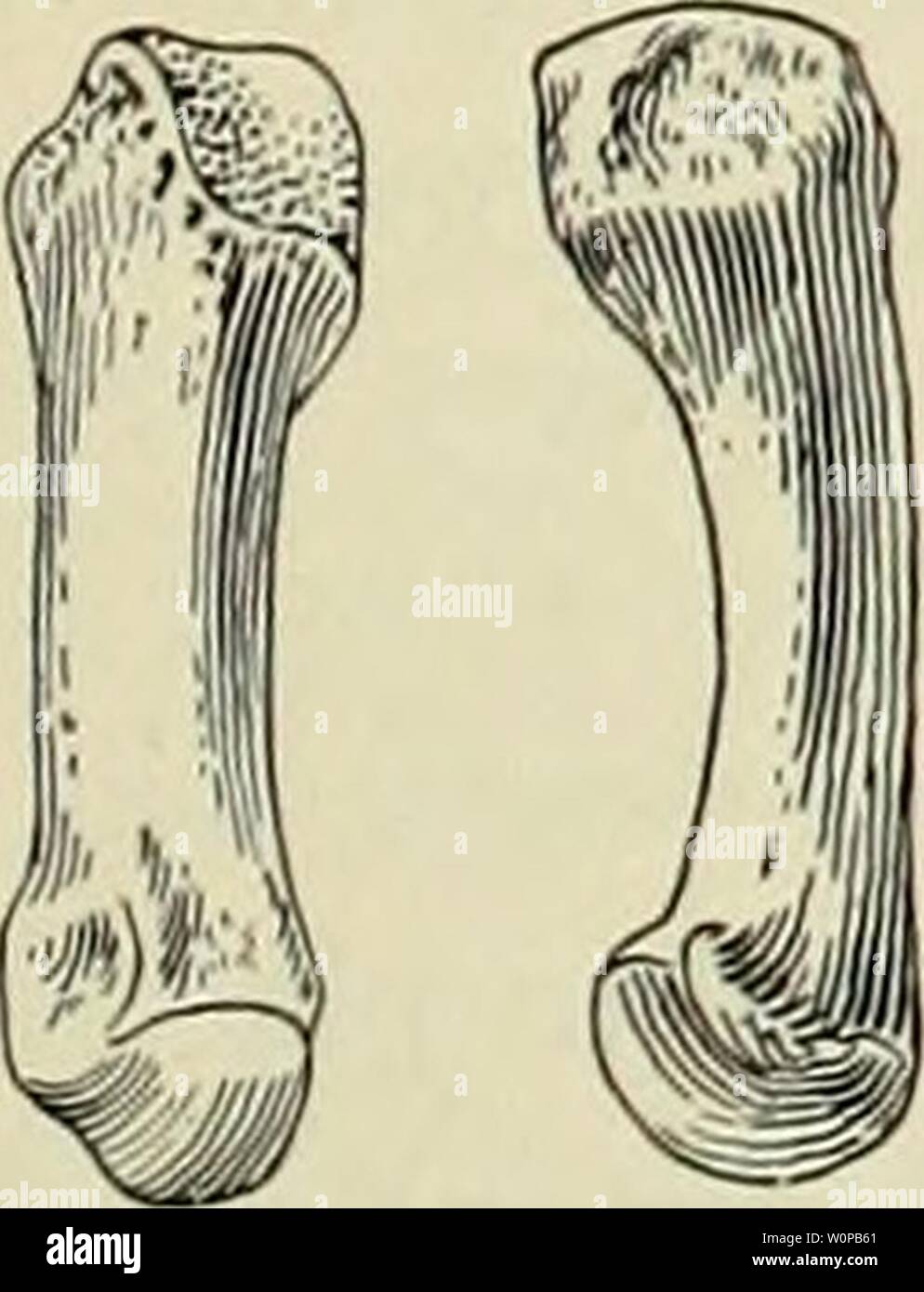 Ulnar head hi-res stock photography and images - Alamy