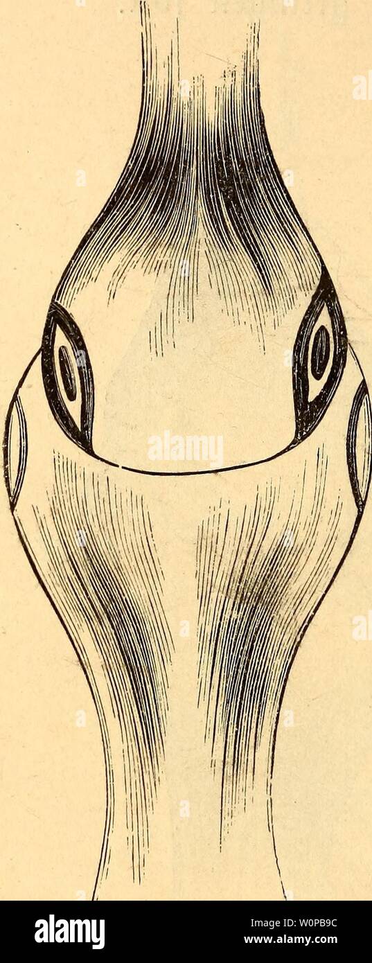 Konservator hi-res stock photography and images - Alamy