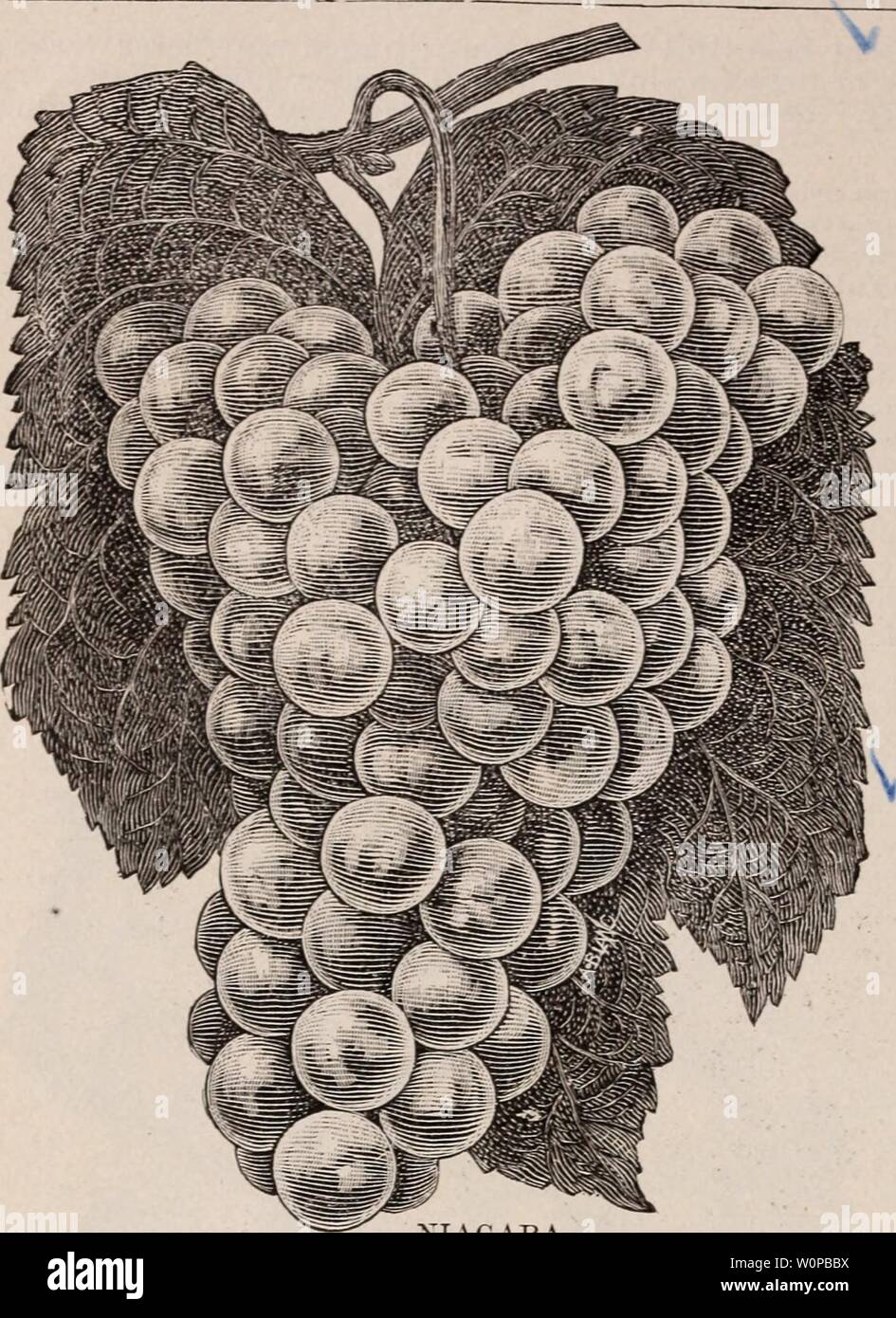 Archive image from page 35 of Descriptive catalogue of fruit and Stock ...