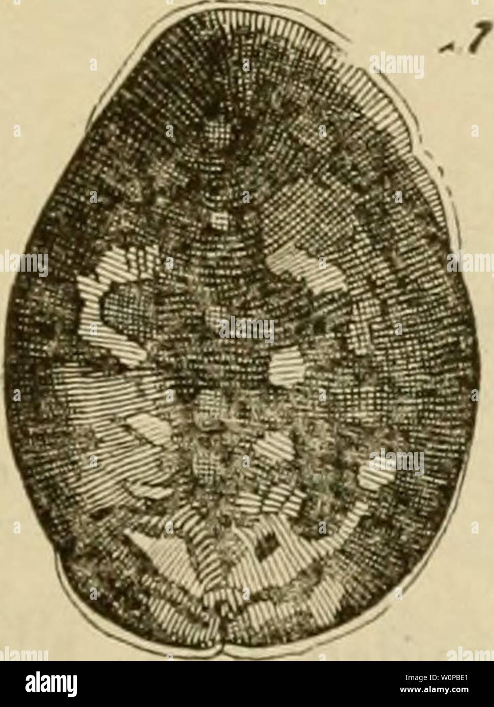 Archive image from page 36 of A descriptive catalogue of the. A ...