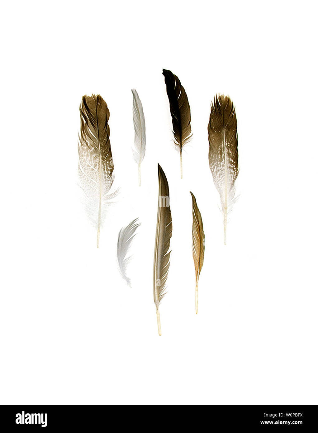 Sea bird feathers on a white background Stock Photo - Alamy