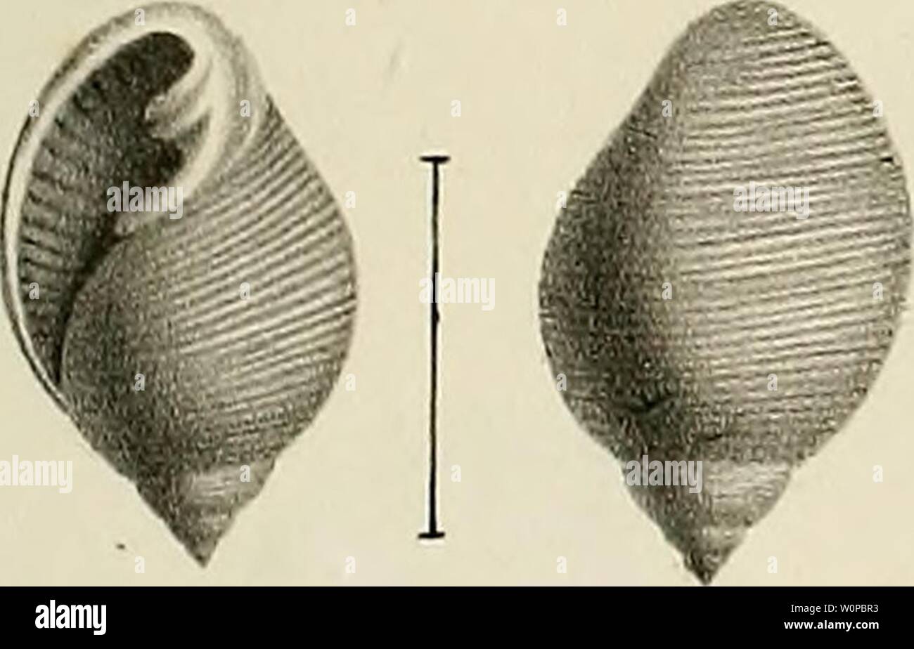 Archive image from page 38 of Description des mollusques fossiles qui ...