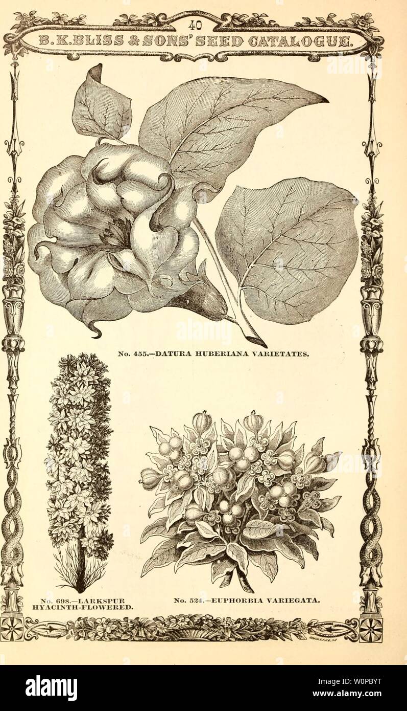 Archive image from page 39 of Descriptive catalogue of a choice Stock ...