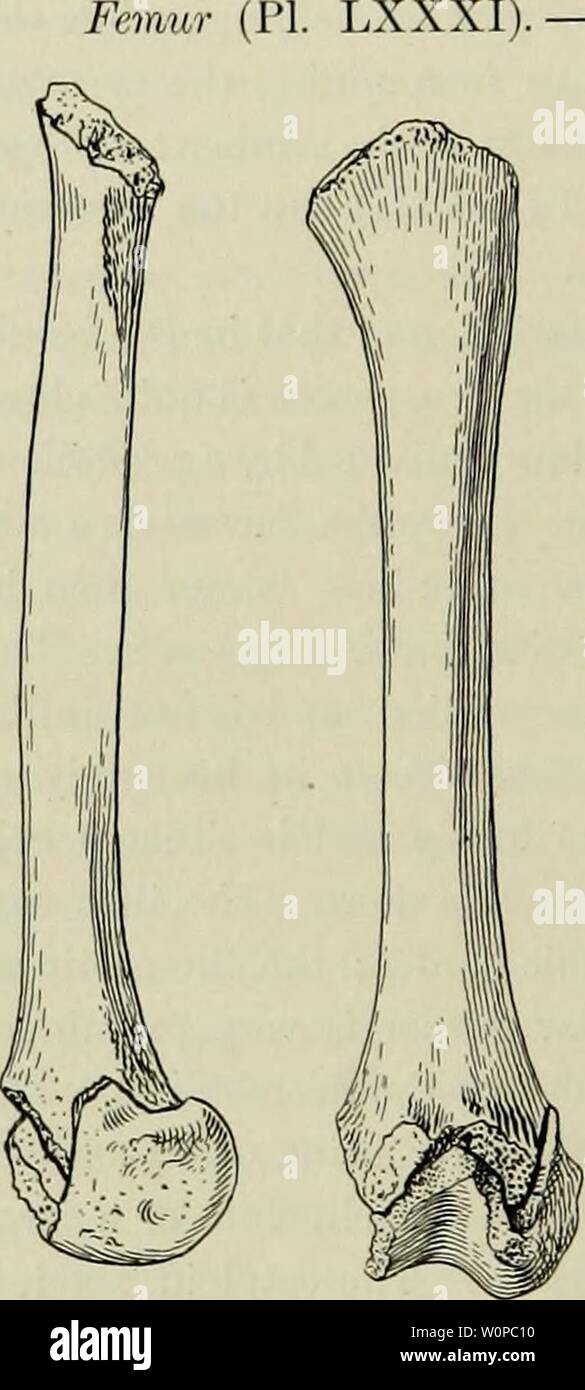 Archive image from page 39 of Description of new carnivores from ...