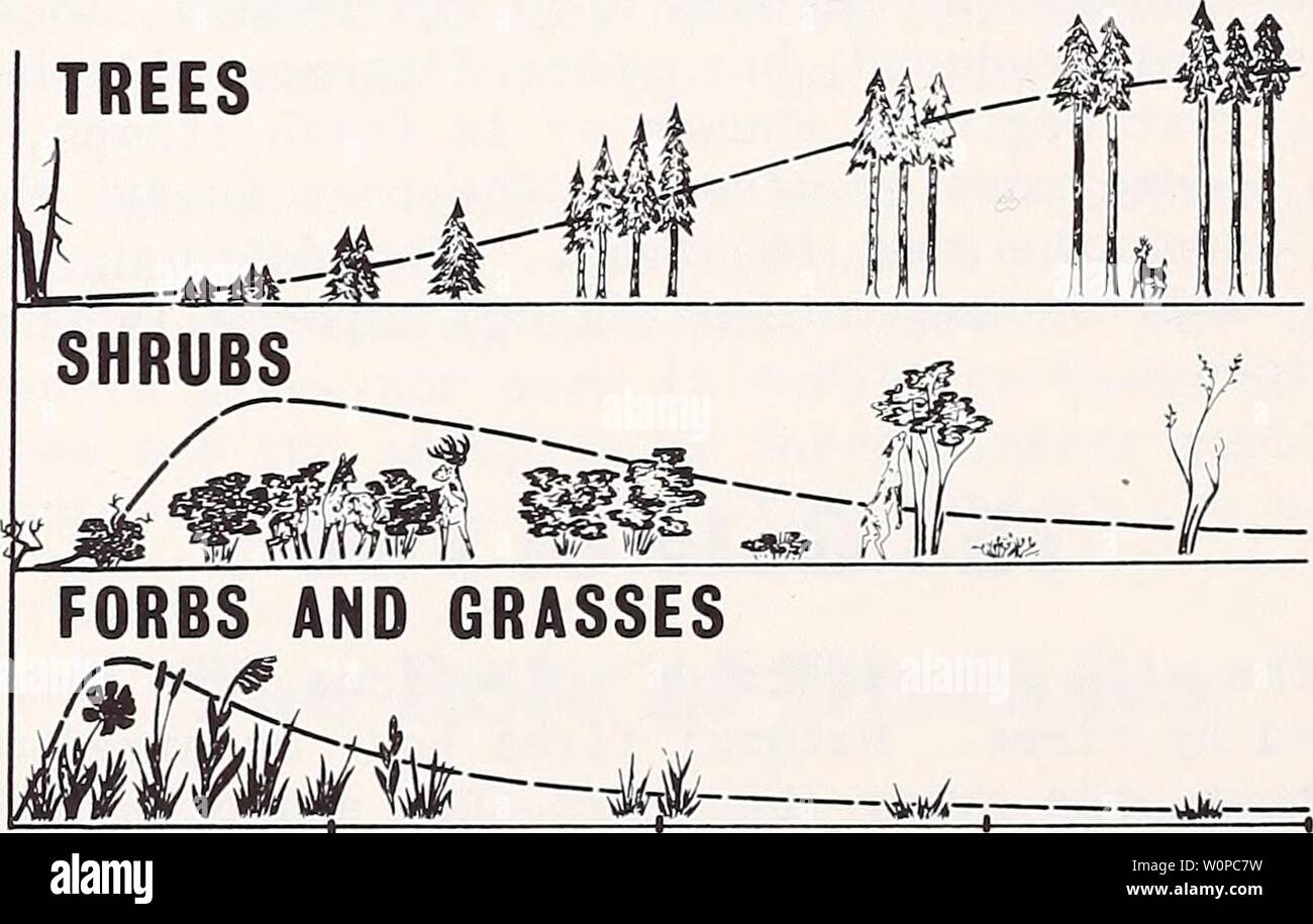 Western larch drawing hi-res stock photography and images - Alamy