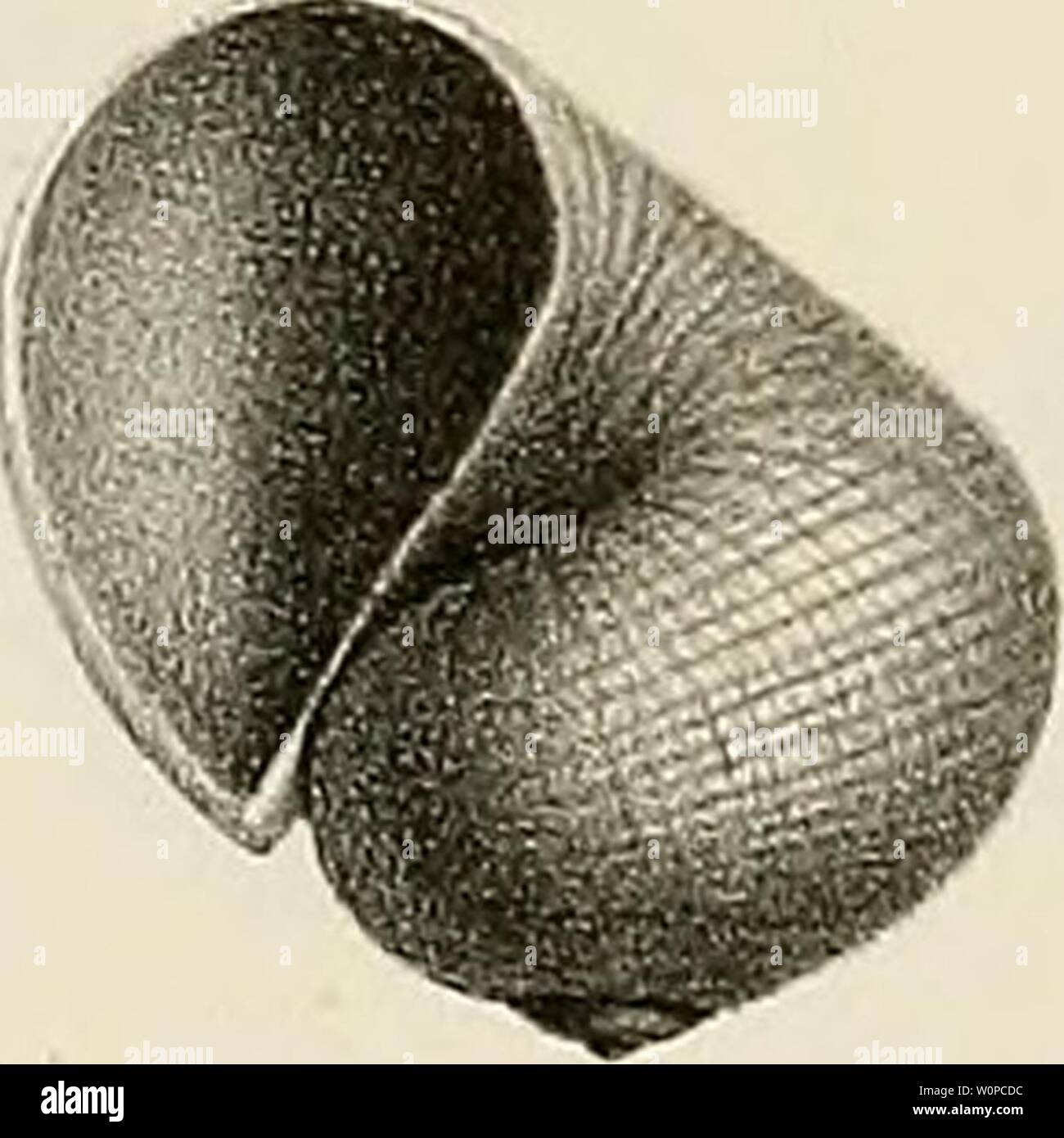 Mollusques fossiles hi-res stock photography and images - Alamy