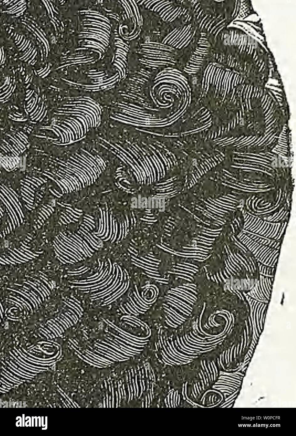 Archive image from page 42 of Descriptive catalogue of vegetable ...