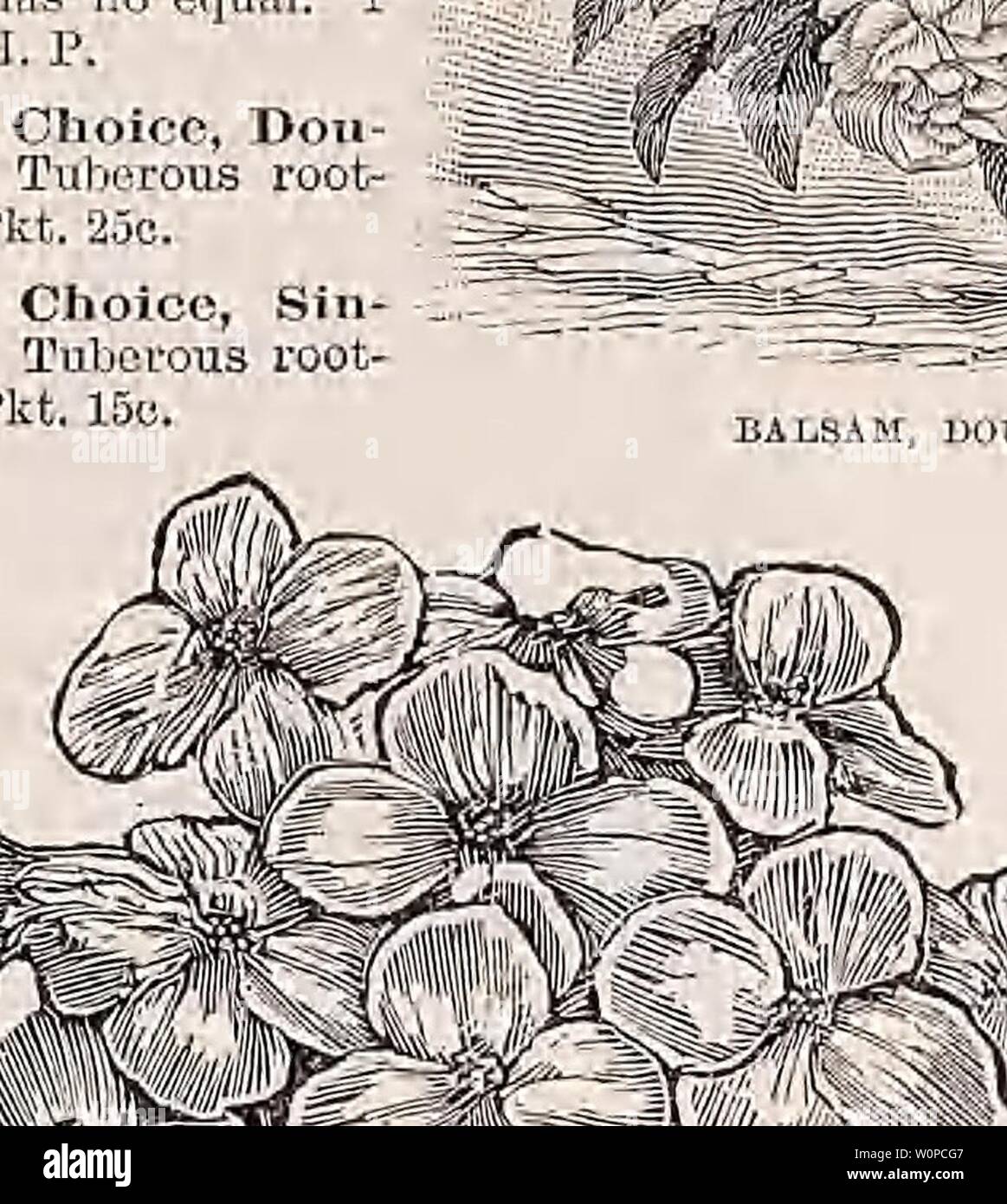 Archive image from page 42 of Descriptive catalogue of vegetable ...