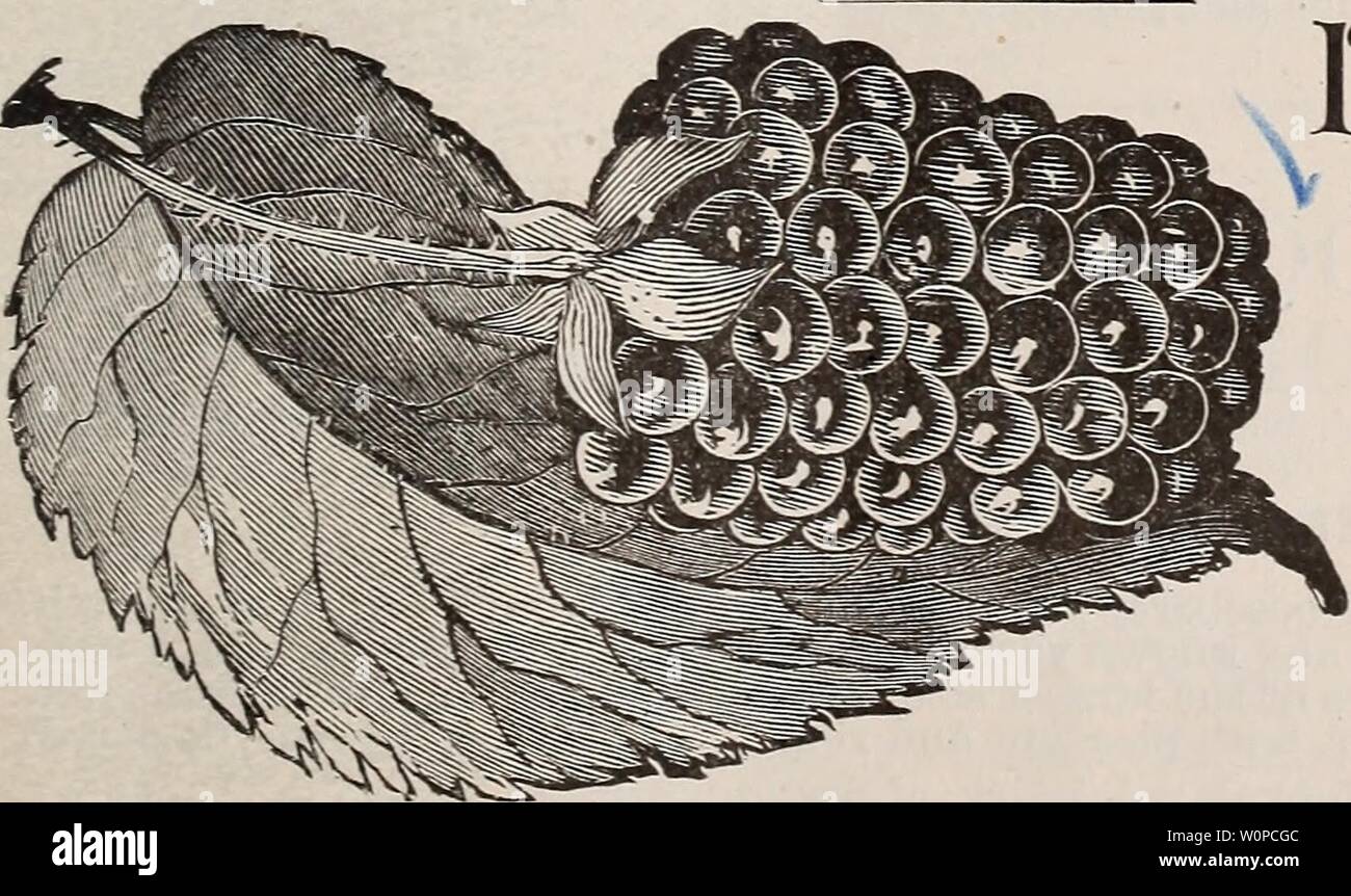 Archive image from page 42 of Descriptive catalogue of fruit and Stock ...