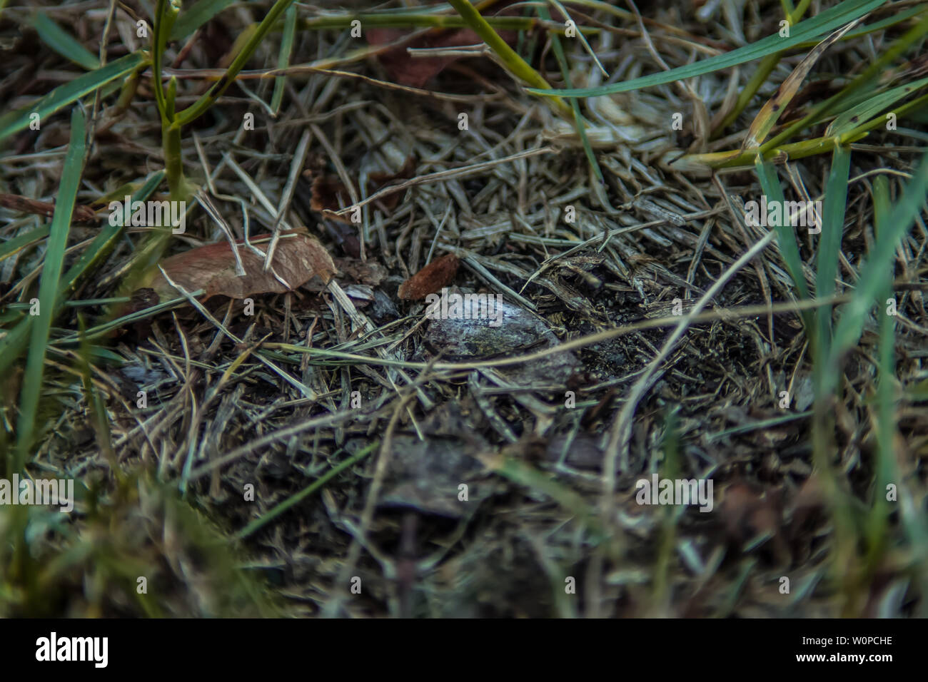 dirt clearing in grass Stock Photo - Alamy