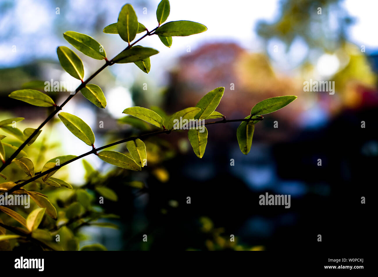 Autumn Color in Suzhou Garden Stock Photo - Alamy