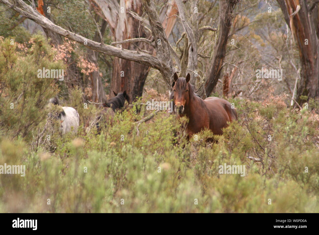 Brumbies australia kosciuszko hi-res stock photography and images - Alamy