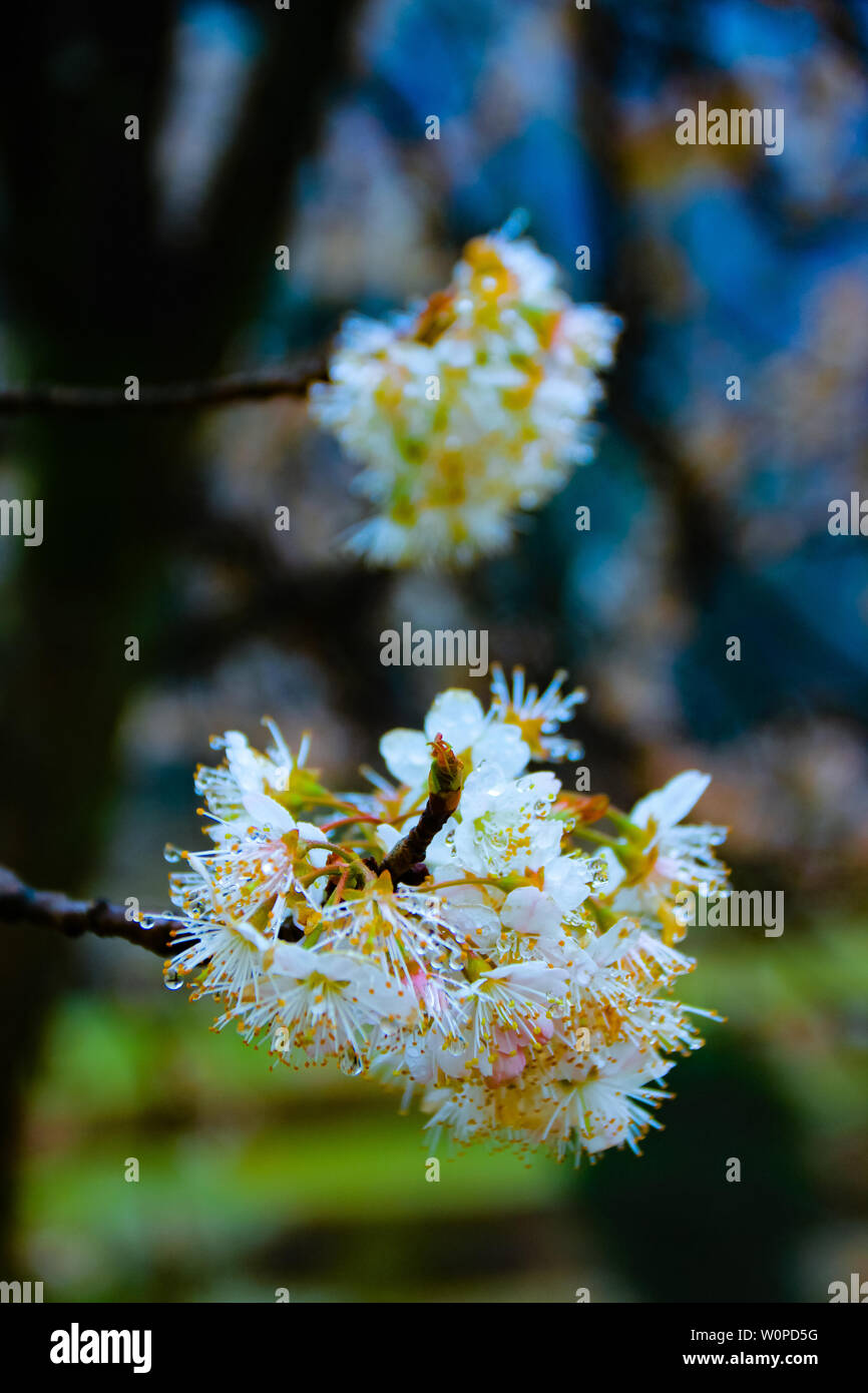 Photographer: Hu Wenkai Stock Photo - Alamy