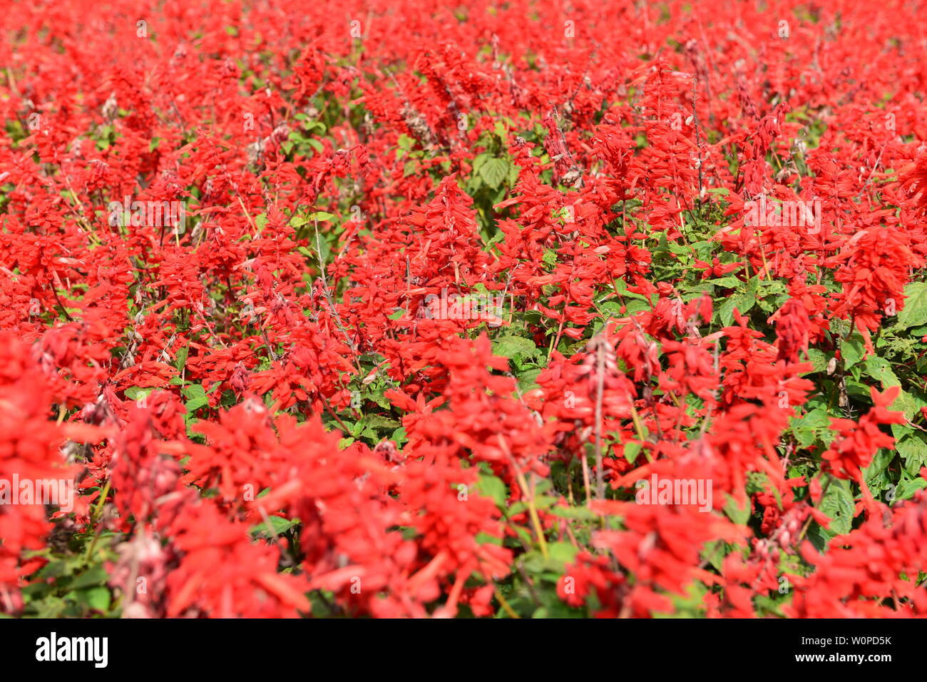 String of red flowers Stock Photo - Alamy