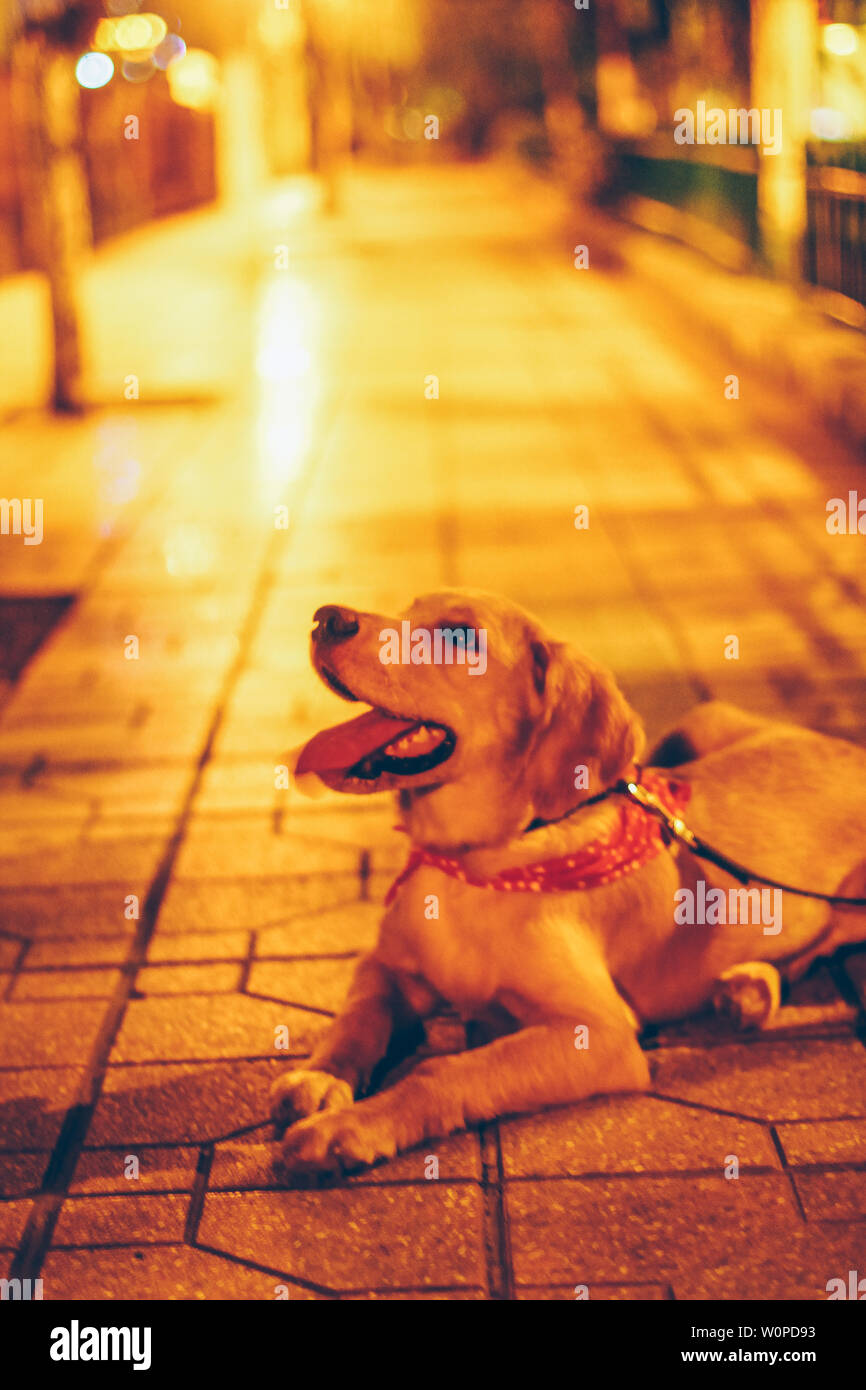 Wenkai High Resolution Stock Photography and Images - Alamy