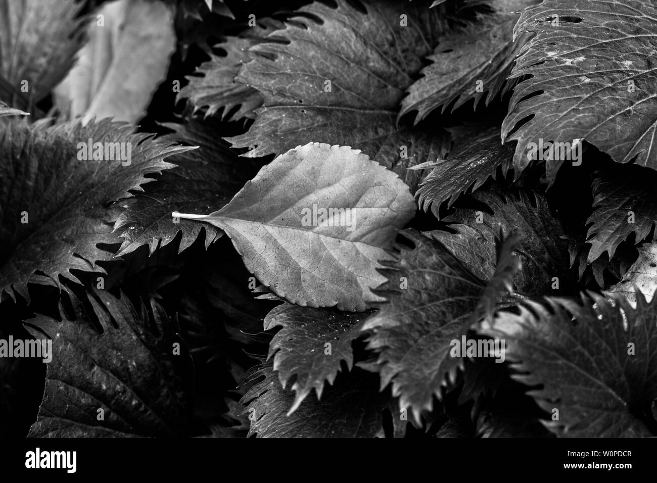 Bush green leaves in summer Black and White Stock Photos & Images - Alamy