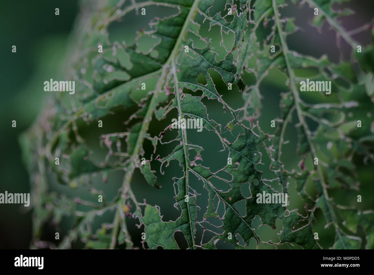 bug eaten leafs Stock Photo - Alamy