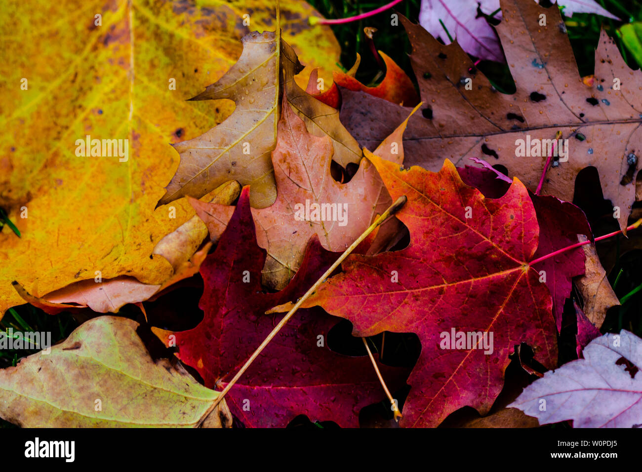 fall leafs colourful background Stock Photo - Alamy