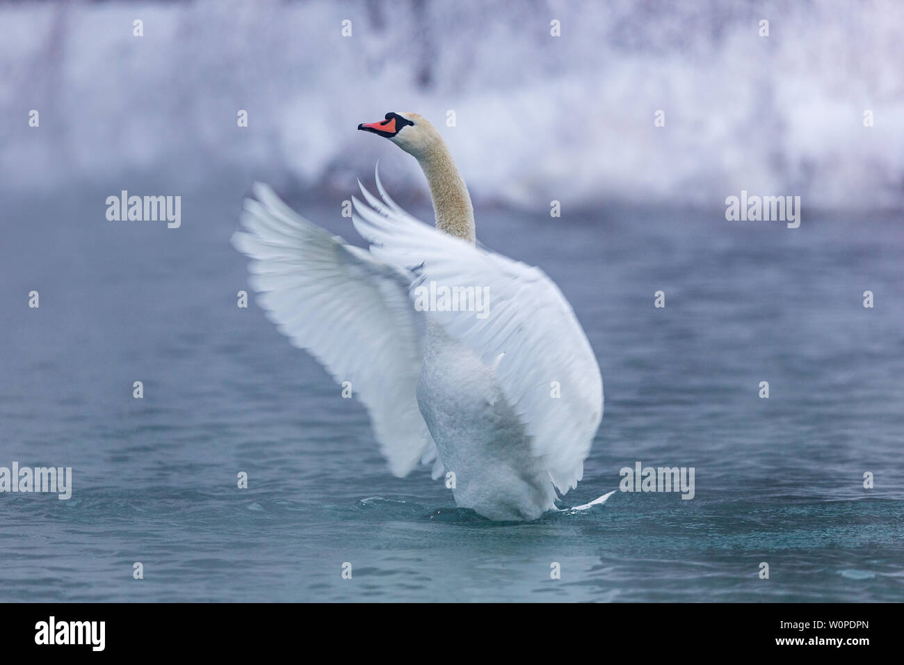 A warts-nosed swan swimming in hot springs in Yili, Xinjiang in winter ...