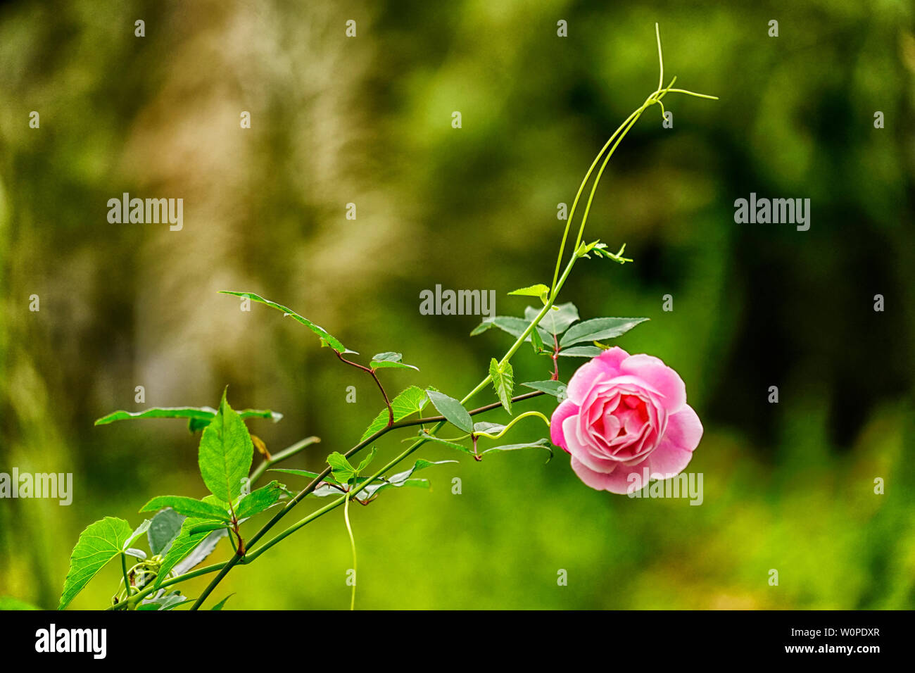 Soft moon hi-res stock photography and images - Alamy