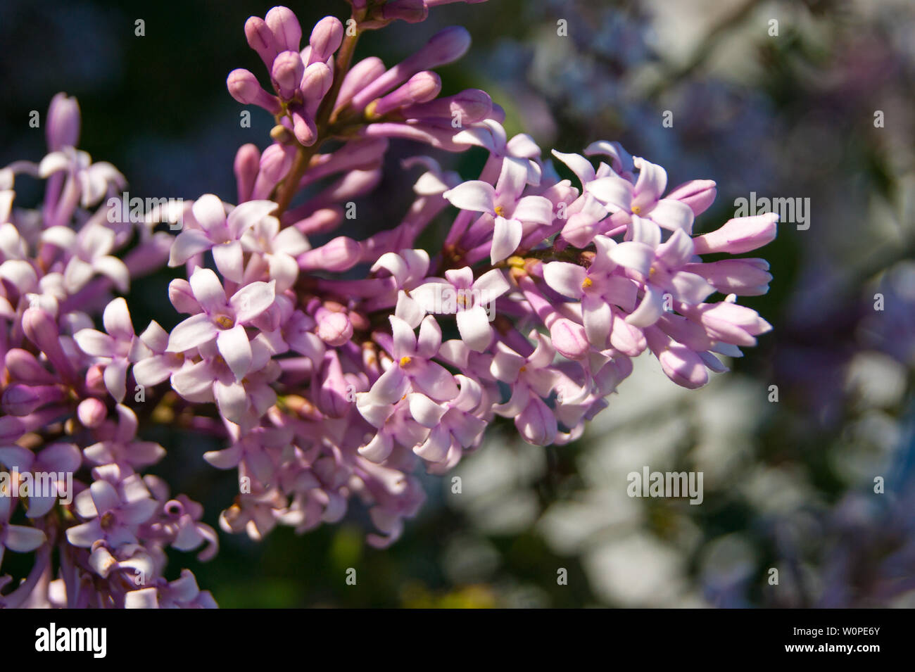 Spring flowers - a branch of pink blooming lilac on a background of ...