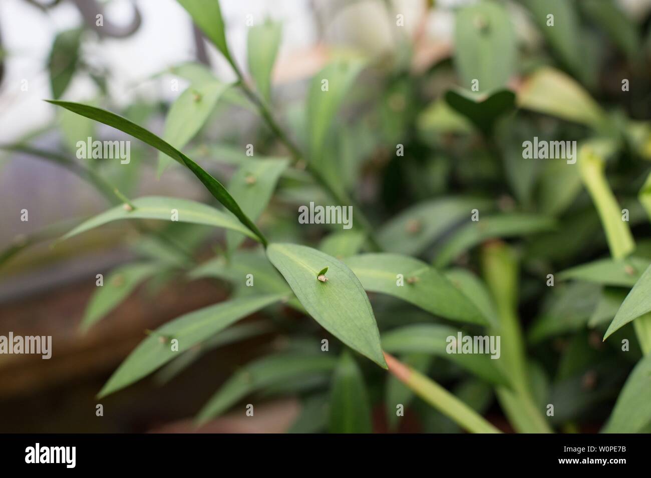 Ruscus hypoglossum hi-res stock photography and images - Alamy