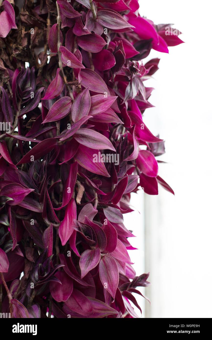 Tradescantia zebrina, formerly known as Zebrina pendula, also known as ...