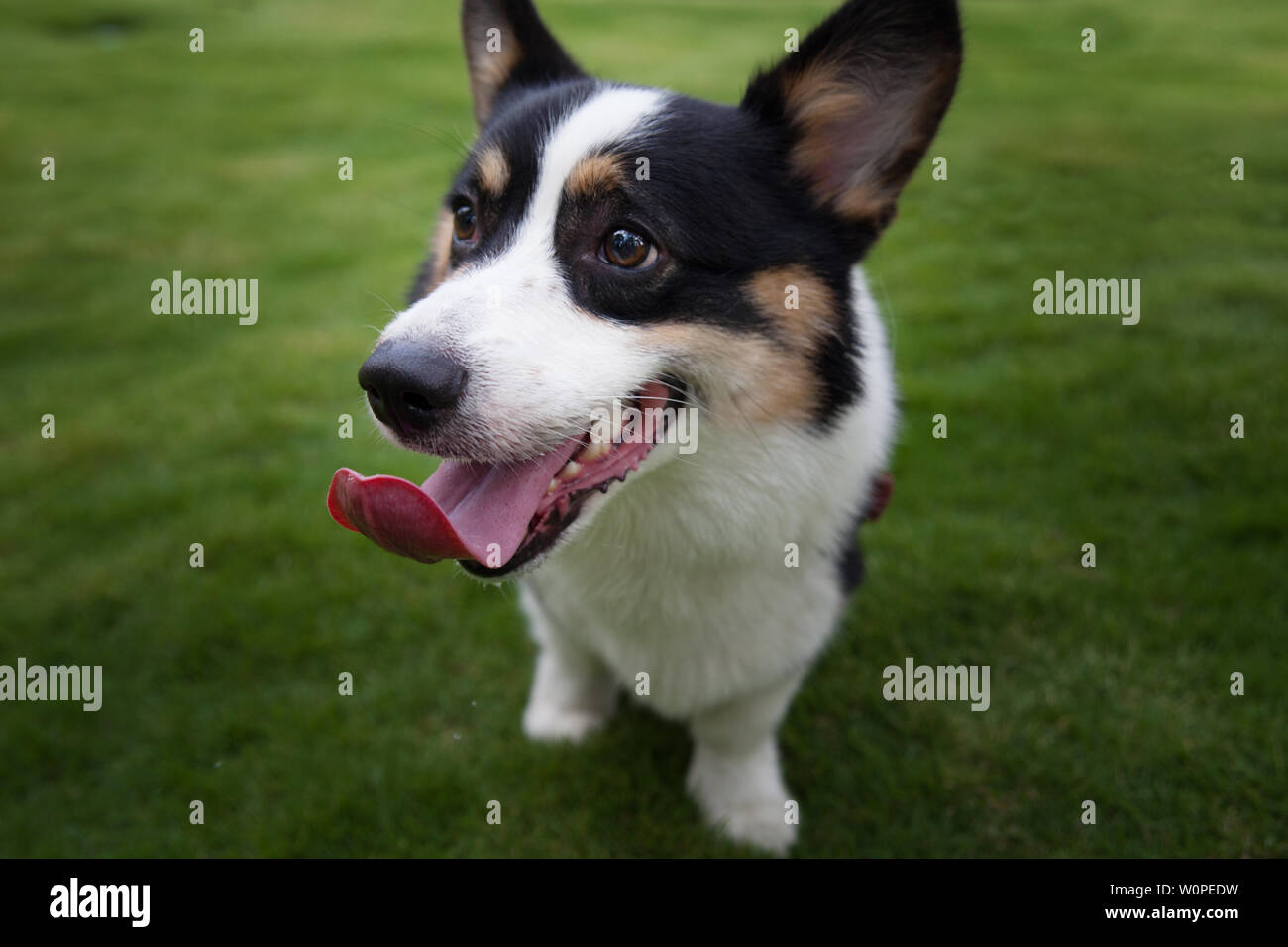 Young dog obeying hi-res stock photography and images - Alamy