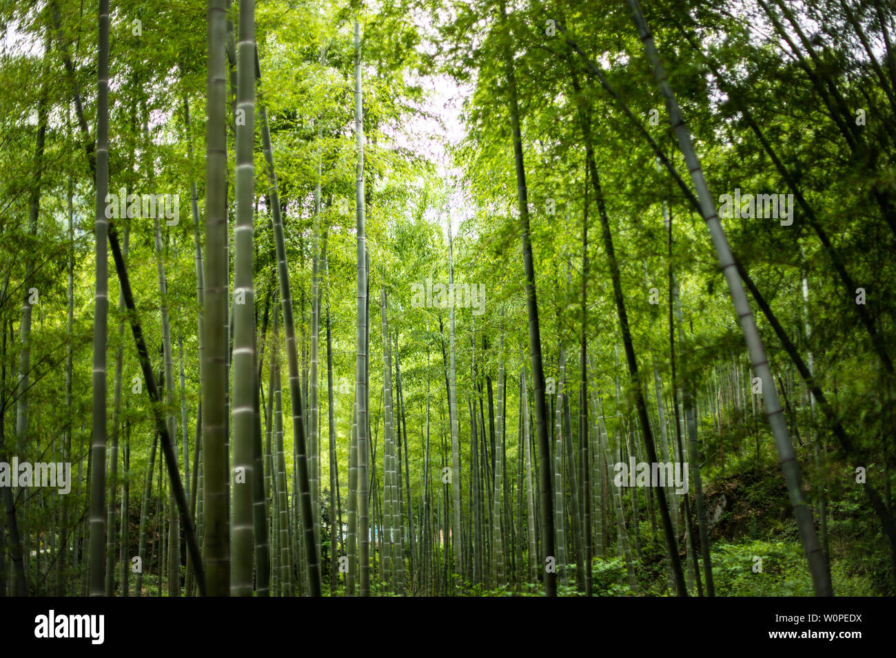 Anji bamboo forest hi-res stock photography and images - Alamy