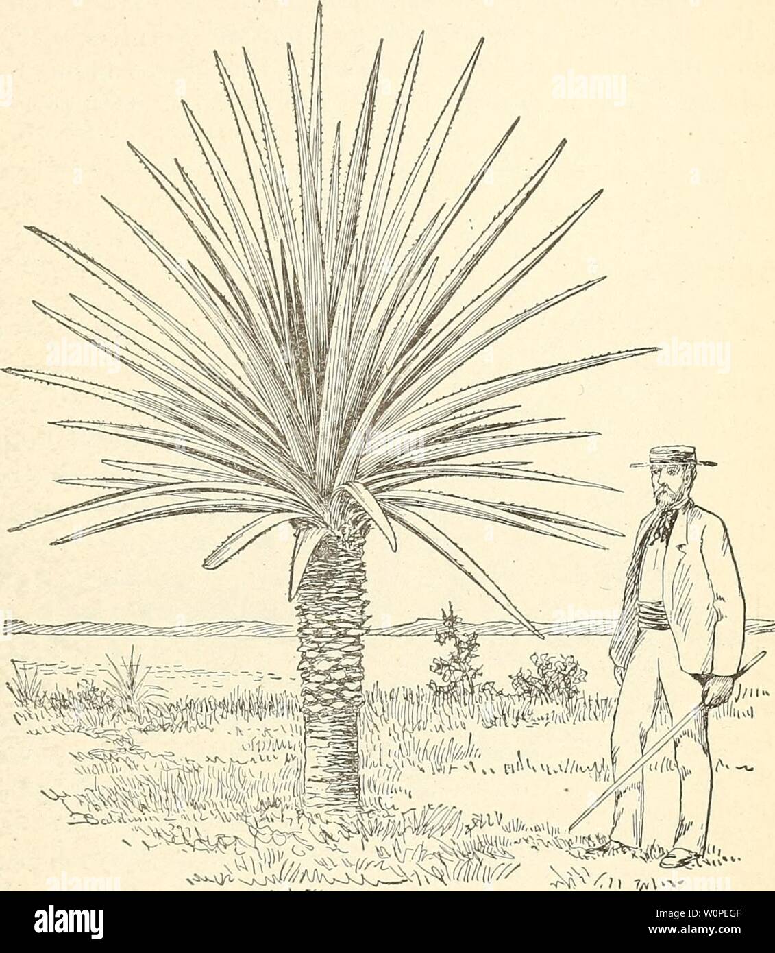 False agave hi-res stock photography and images - Alamy