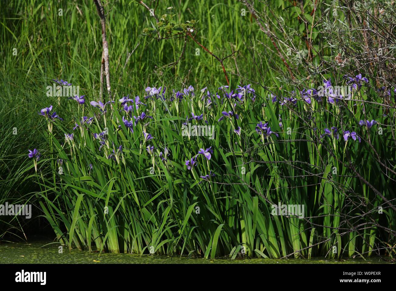 Wild native irises flowers in a wetland. Iris is depicted in mythology ...