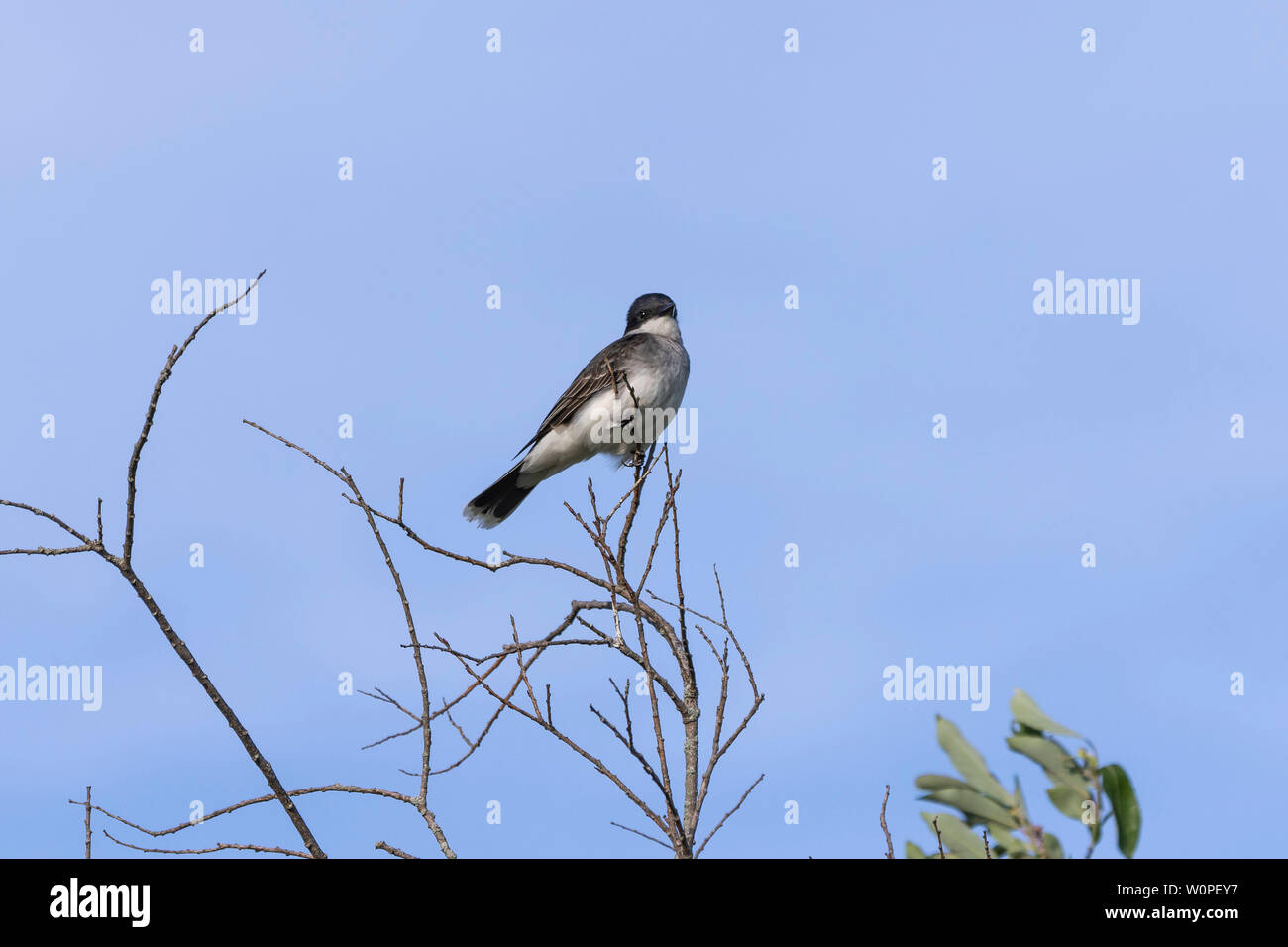 Eastern kingbird (Tyrannus tyrannus) sitting on a branch of a bush ...