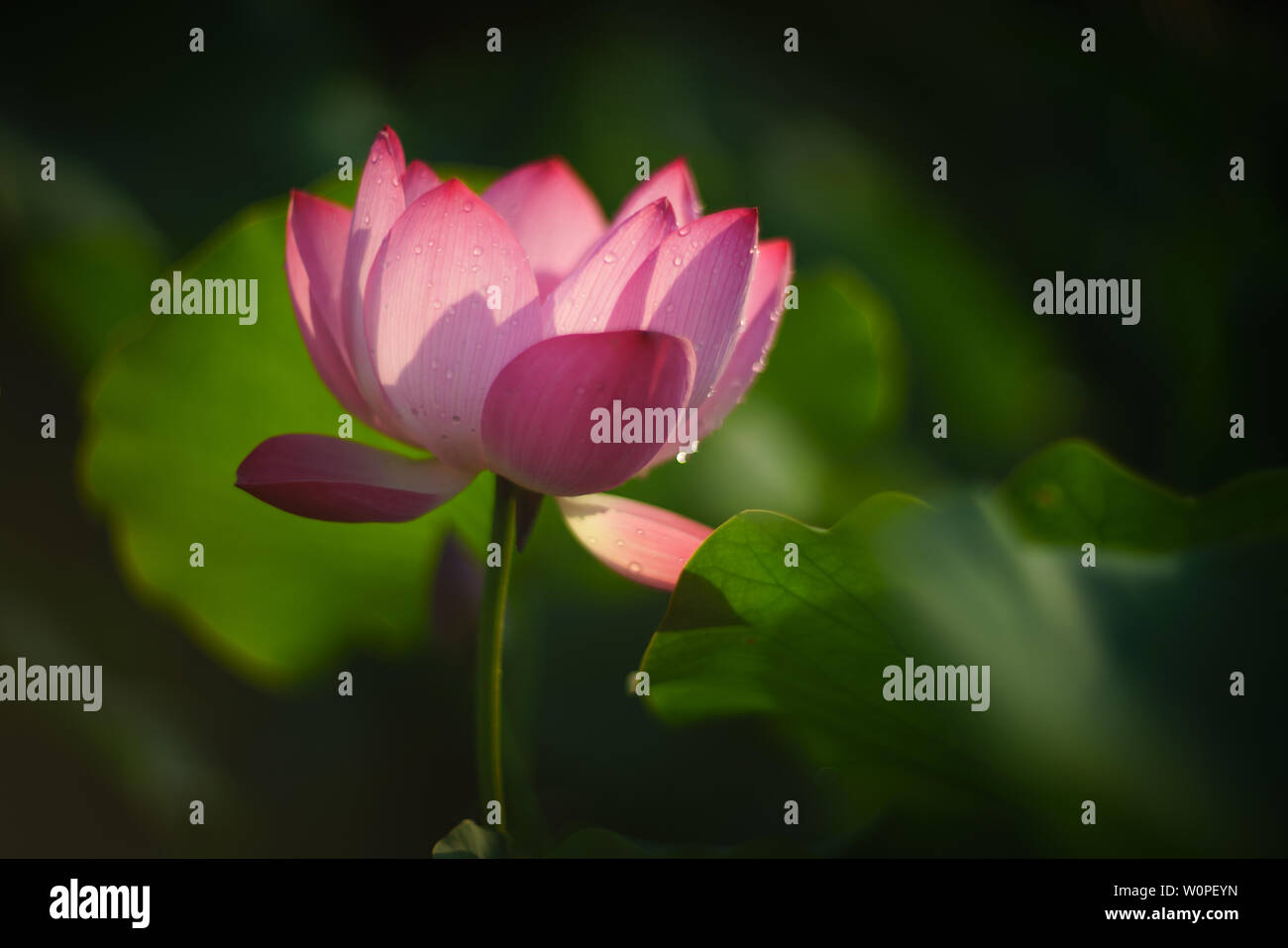 Aquatic plants in foreign countries hi-res stock photography and images ...