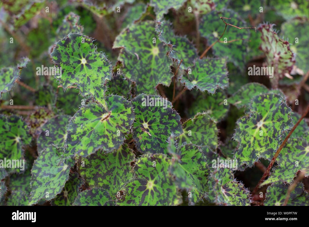Eyelash begonia hi-res stock photography and images - Alamy